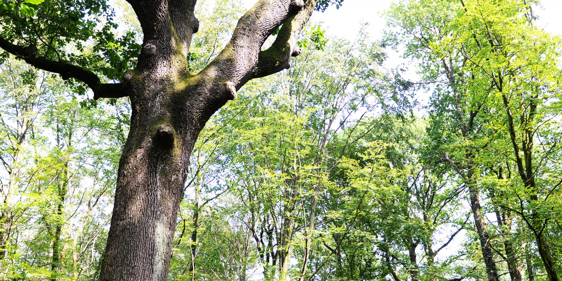 An Arthurian Forest | Bagnoles de l'Orne